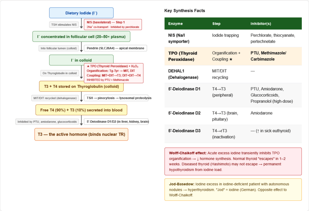 Thyroid Hormones — Complete Guide for NEET PG, USMLE & AIIMS ...